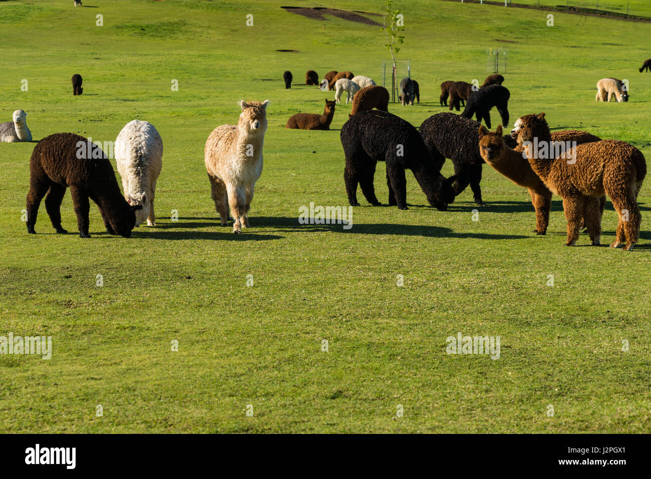 Alpaca herd grazing green grass on a ranch Stock Photo - Alamy