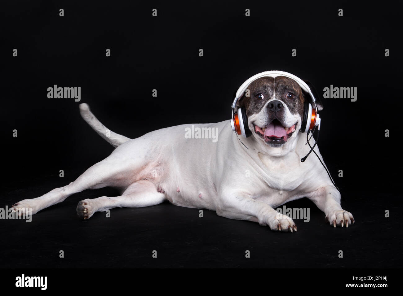 dog listening to music Stock Photo - Alamy