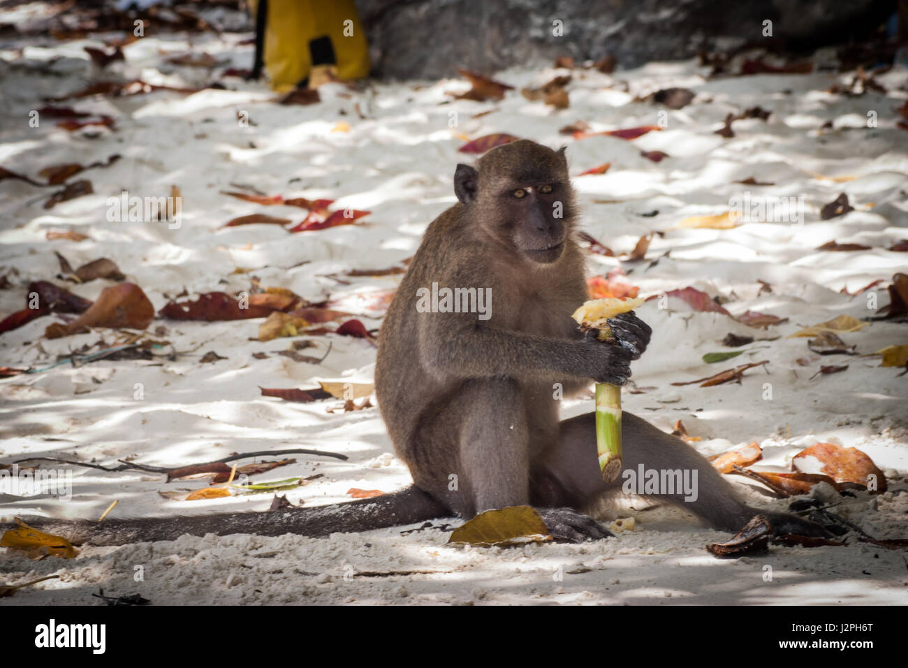 Monkey at the beach are eating Stock Photo - Alamy