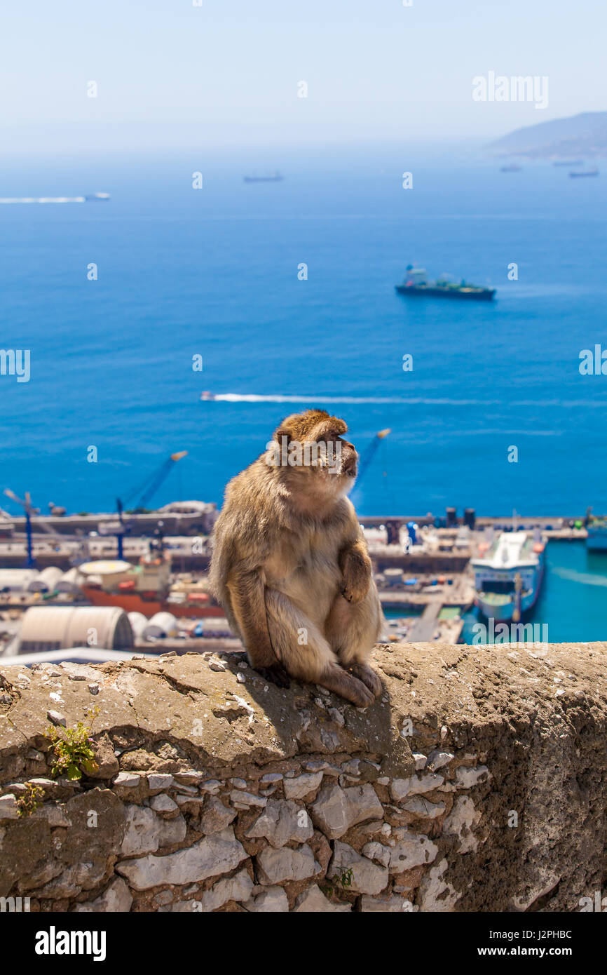 Monkey in Gibraltar Stock Photo - Alamy