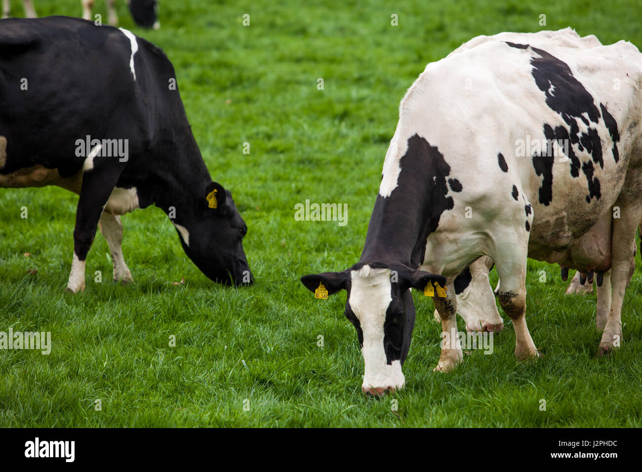 Cow in the field Stock Photo - Alamy