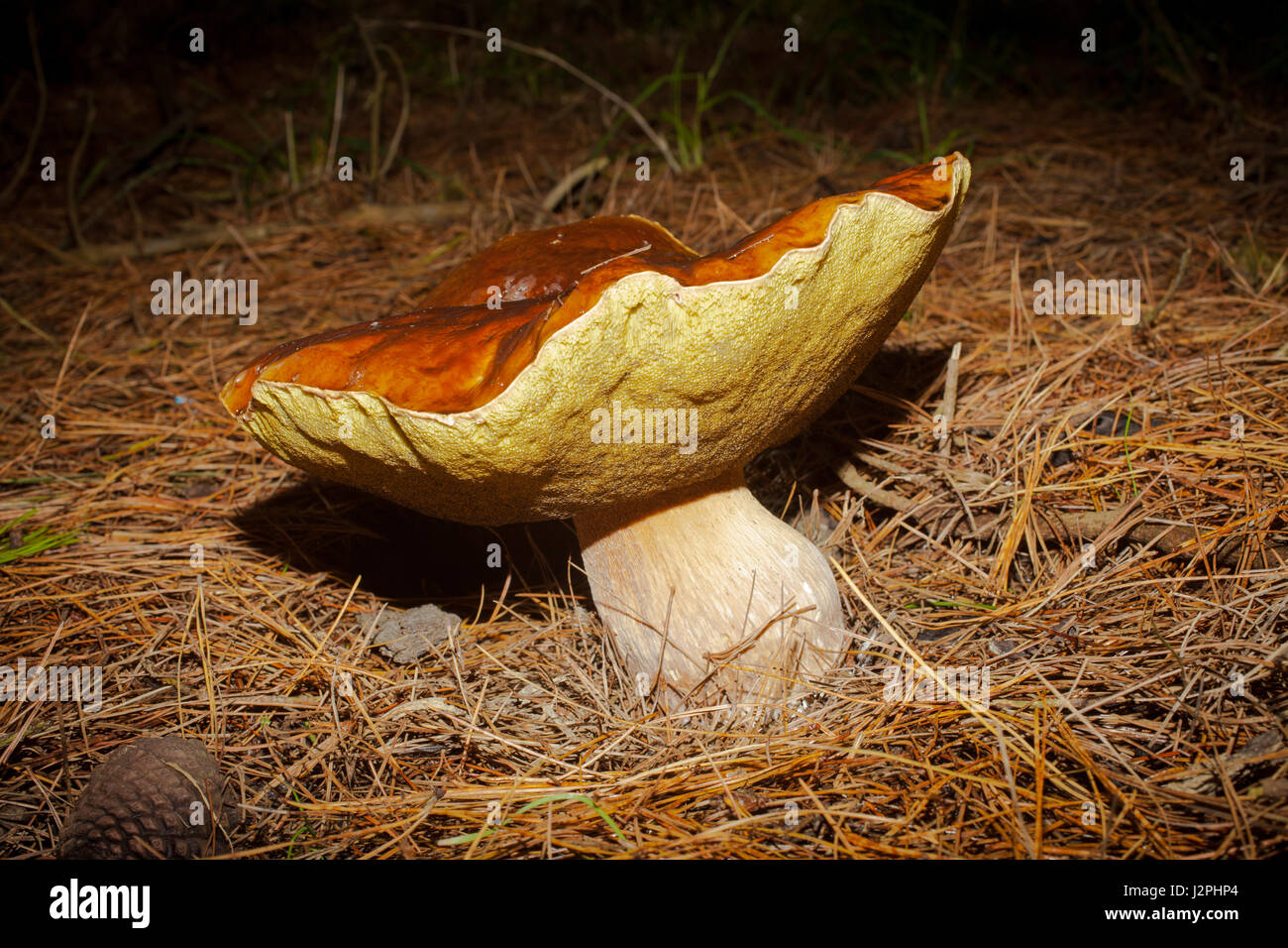 Giant boletus mushroom boletus edulis hi-res stock photography and ...
