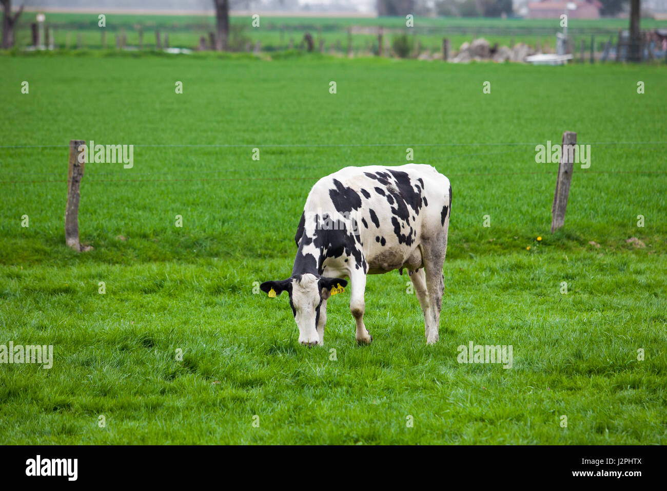 Cow in the field Stock Photo - Alamy