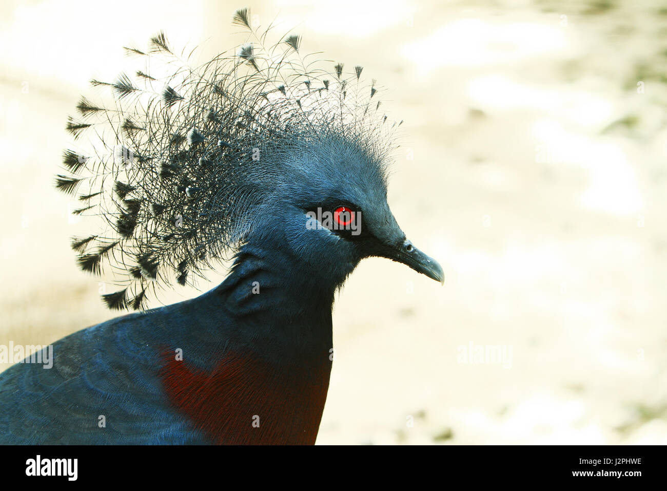 Victoria crown pigeon close hi-res stock photography and images - Alamy