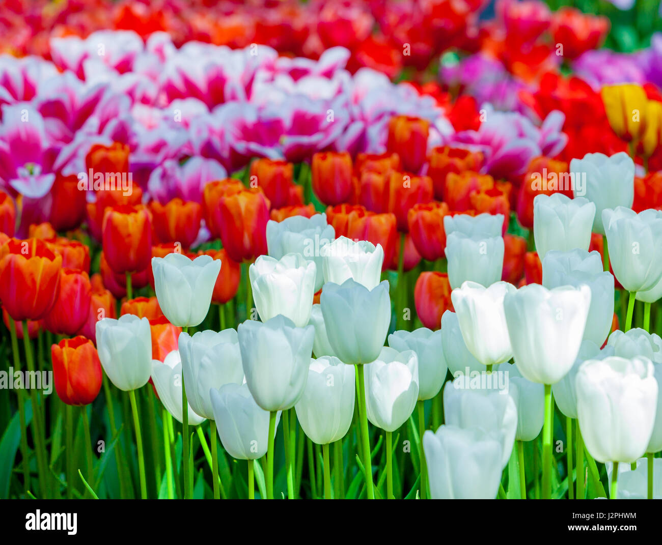 Tulip. Beautiful tulips. colorful tulips. tulips in spring,colourful ...