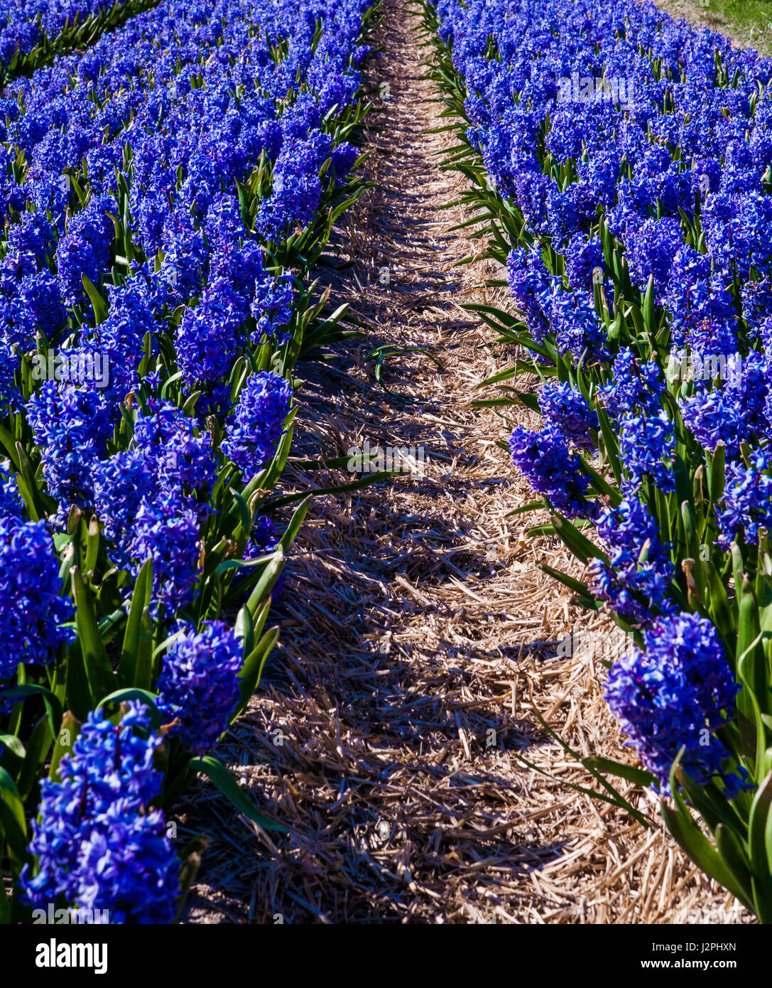 Beautiful Dutch hyacinth field. Spring flowers Stock Photo - Alamy