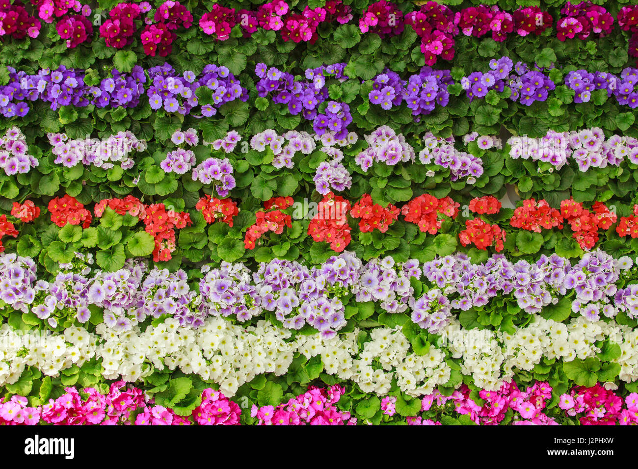 Spring flower. flower background Stock Photo - Alamy