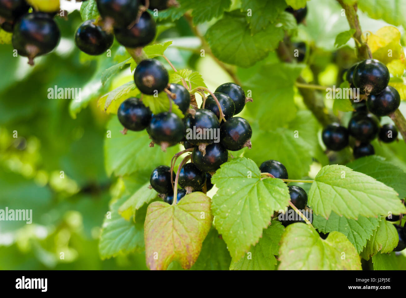 black currant branch Stock Photo - Alamy