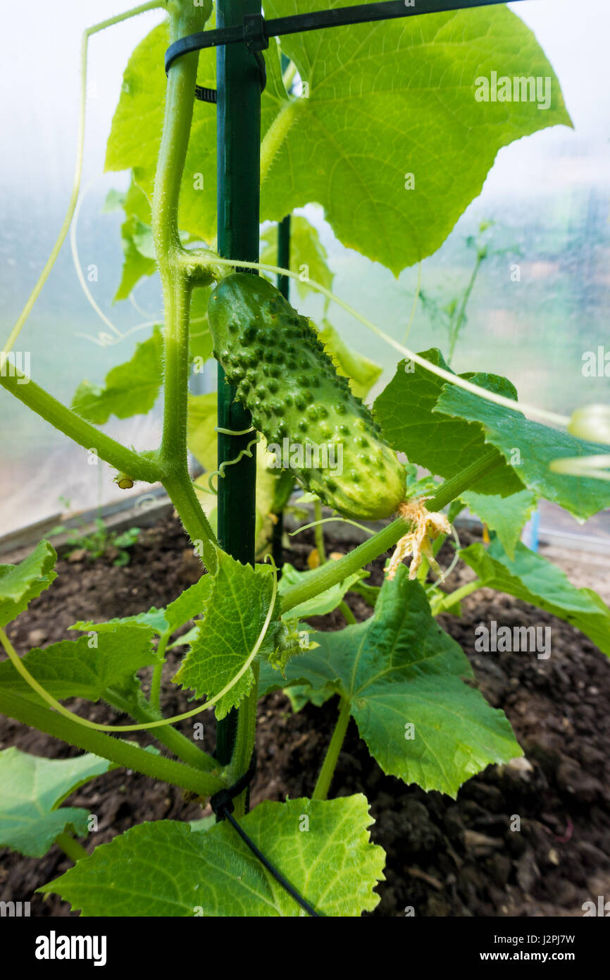 Cucumber on tree in the garden. growing cucumbers in the garden Stock ...