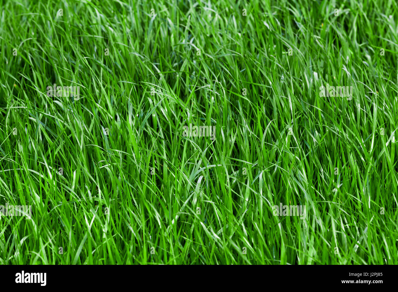 Green grass seamless texture. grass background. Beautiful green grass ...