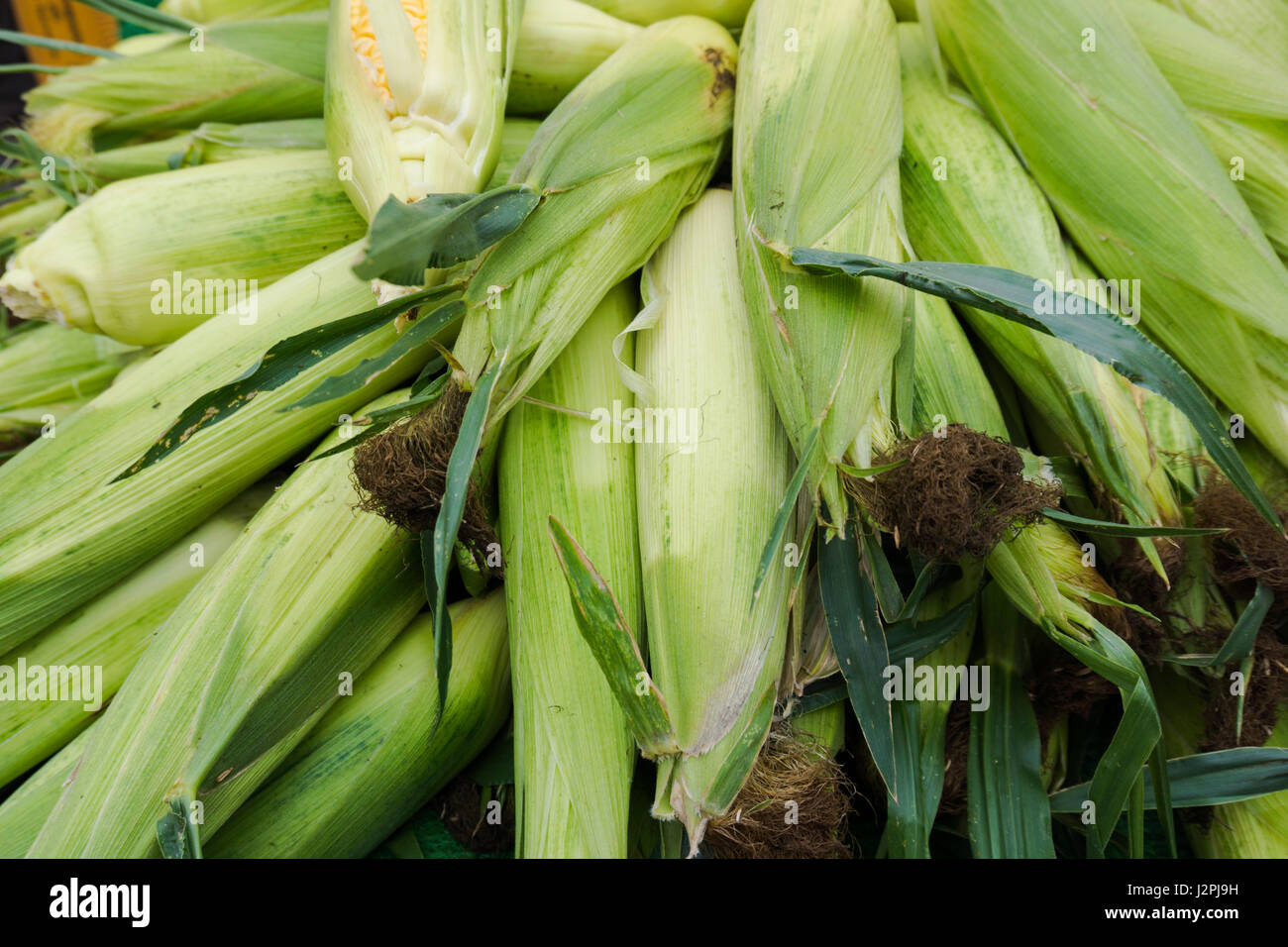 fresh green corn. corn with leaves Stock Photo - Alamy