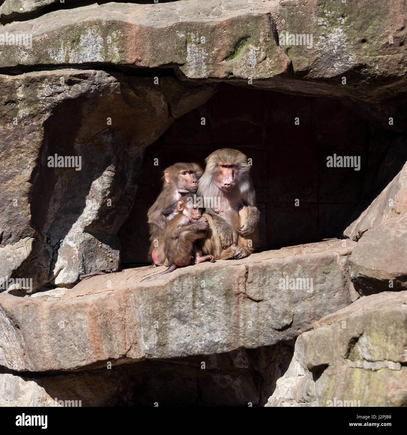monkey family. Hamadryas Baboon Stock Photo - Alamy