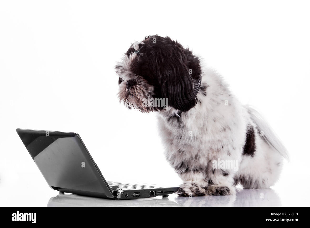 Dog with laptop Stock Photo - Alamy