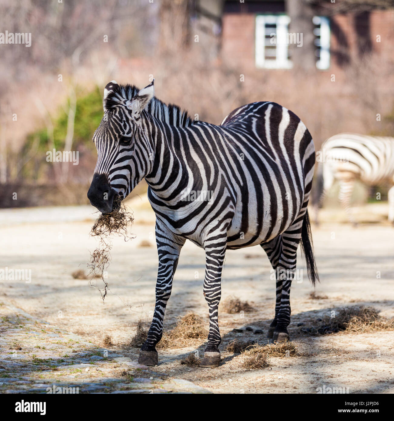 zebra in the zoo Stock Photo - Alamy