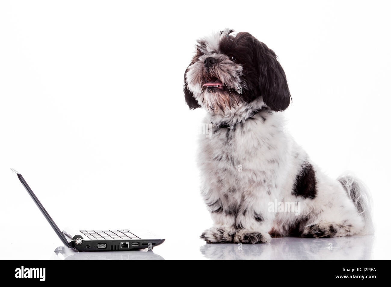 Dog with laptop Stock Photo - Alamy