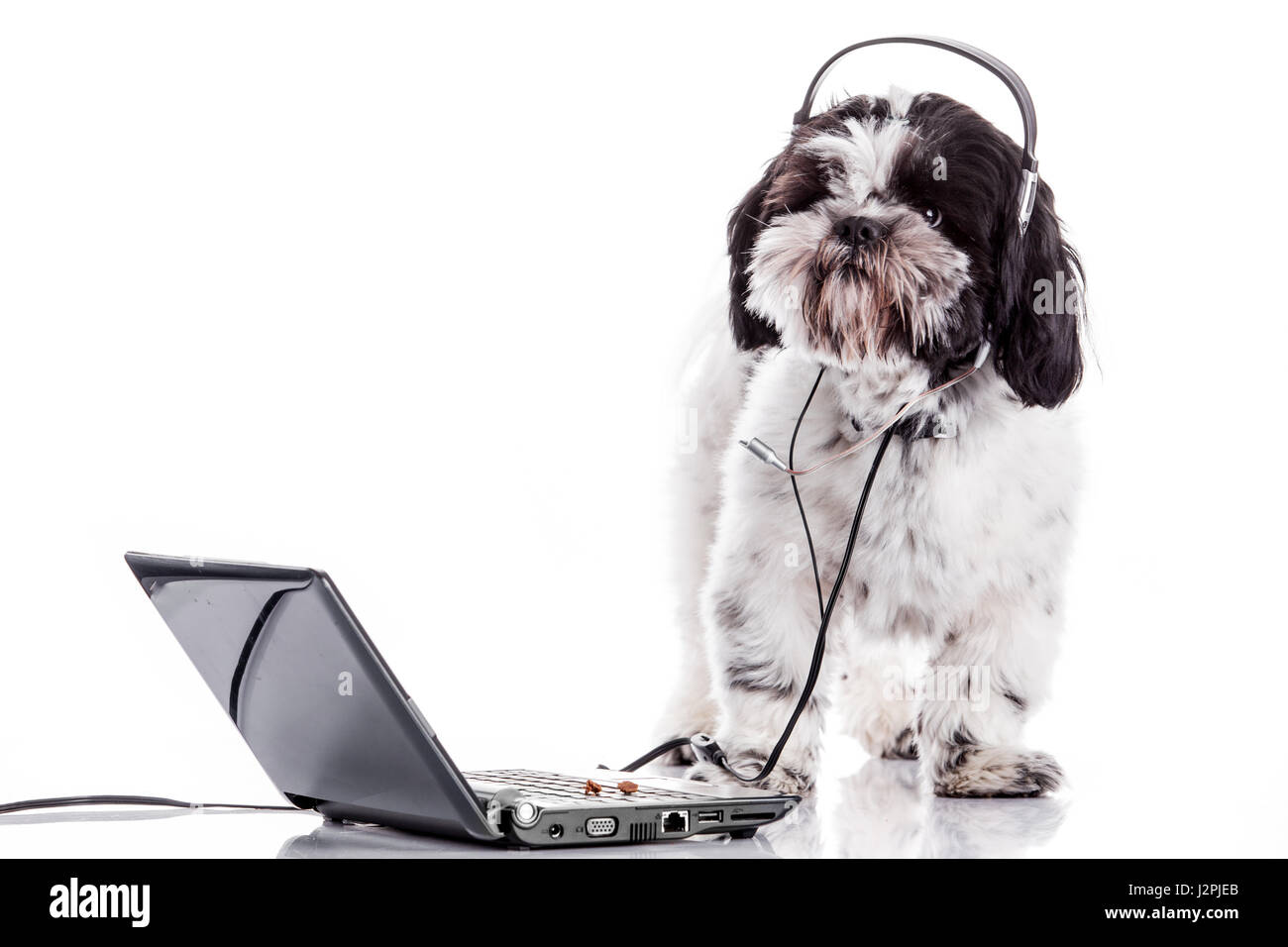 Dog with laptop Stock Photo - Alamy