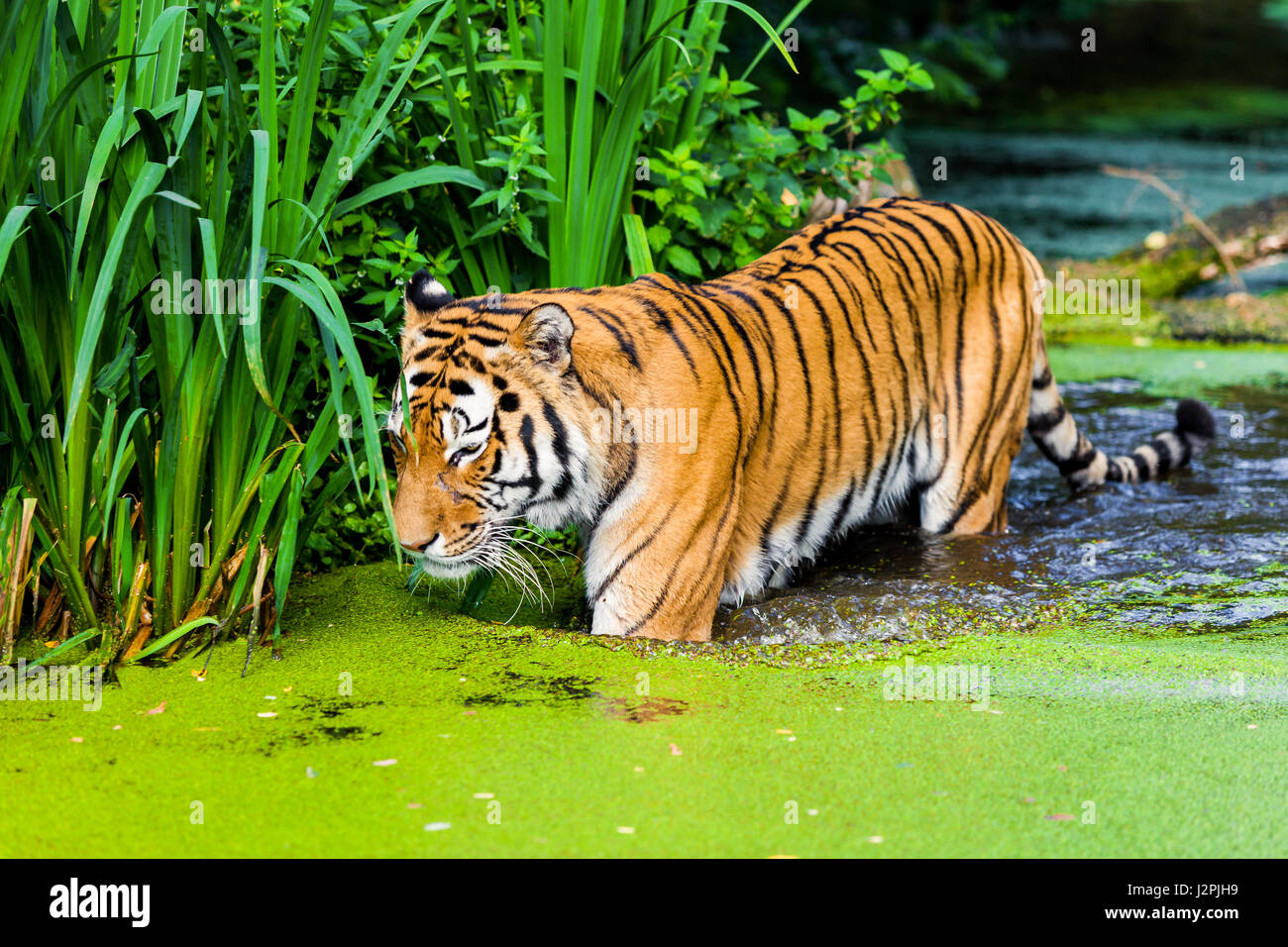 Tiger in water Stock Photo - Alamy