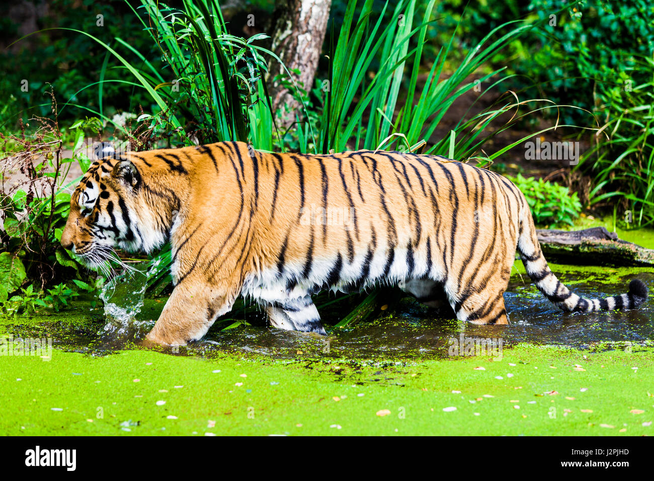 Tiger in water Stock Photo - Alamy