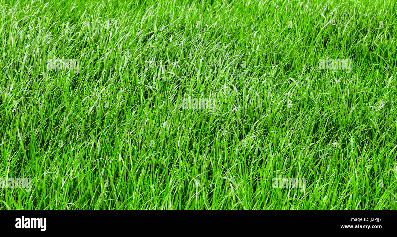 Green grass seamless texture. grass background. Beautiful green grass ...