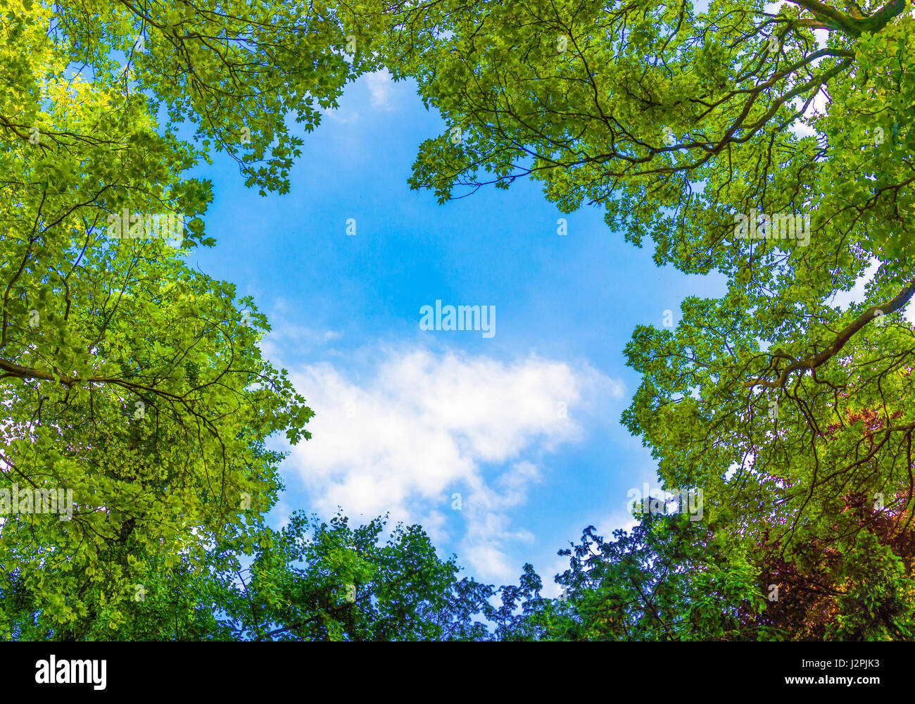 Beautiful trees on sky background. nature green leaves. Trees branches ...