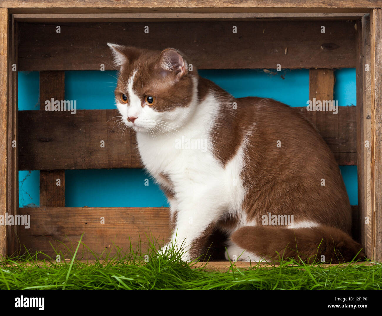 Beautiful Cat Stock Photo - Alamy