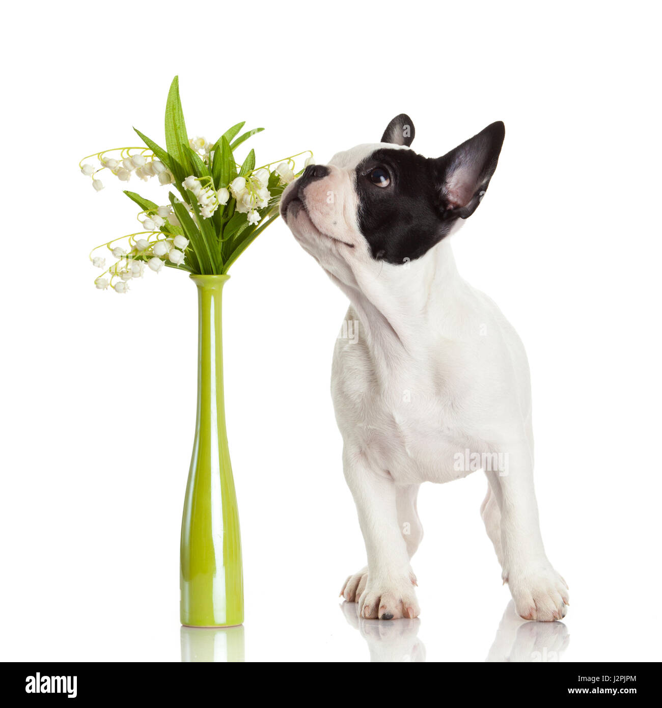 Sweet tiny french bulldog Cut Out Stock Images & Pictures - Alamy