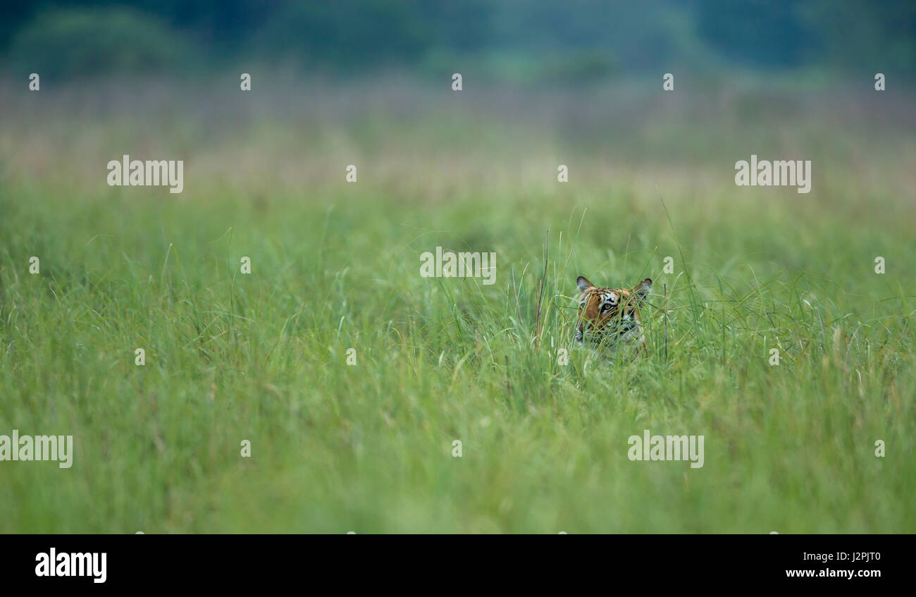 Tigers in Grass Stock Photo - Alamy