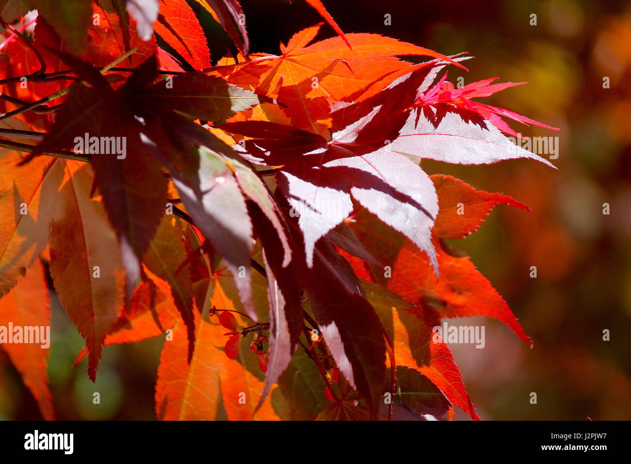 Fall leaves changing colors hi-res stock photography and images - Alamy
