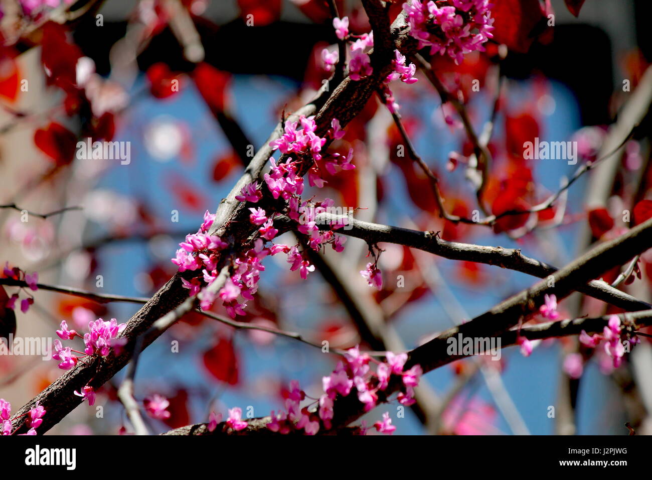 Multiple tiny flowers hi-res stock photography and images - Alamy