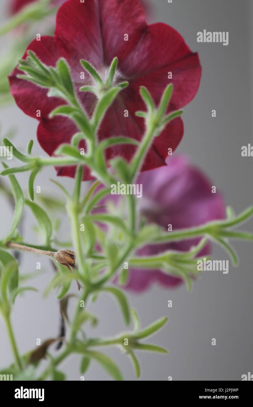 Deep pink flowers hi-res stock photography and images - Alamy