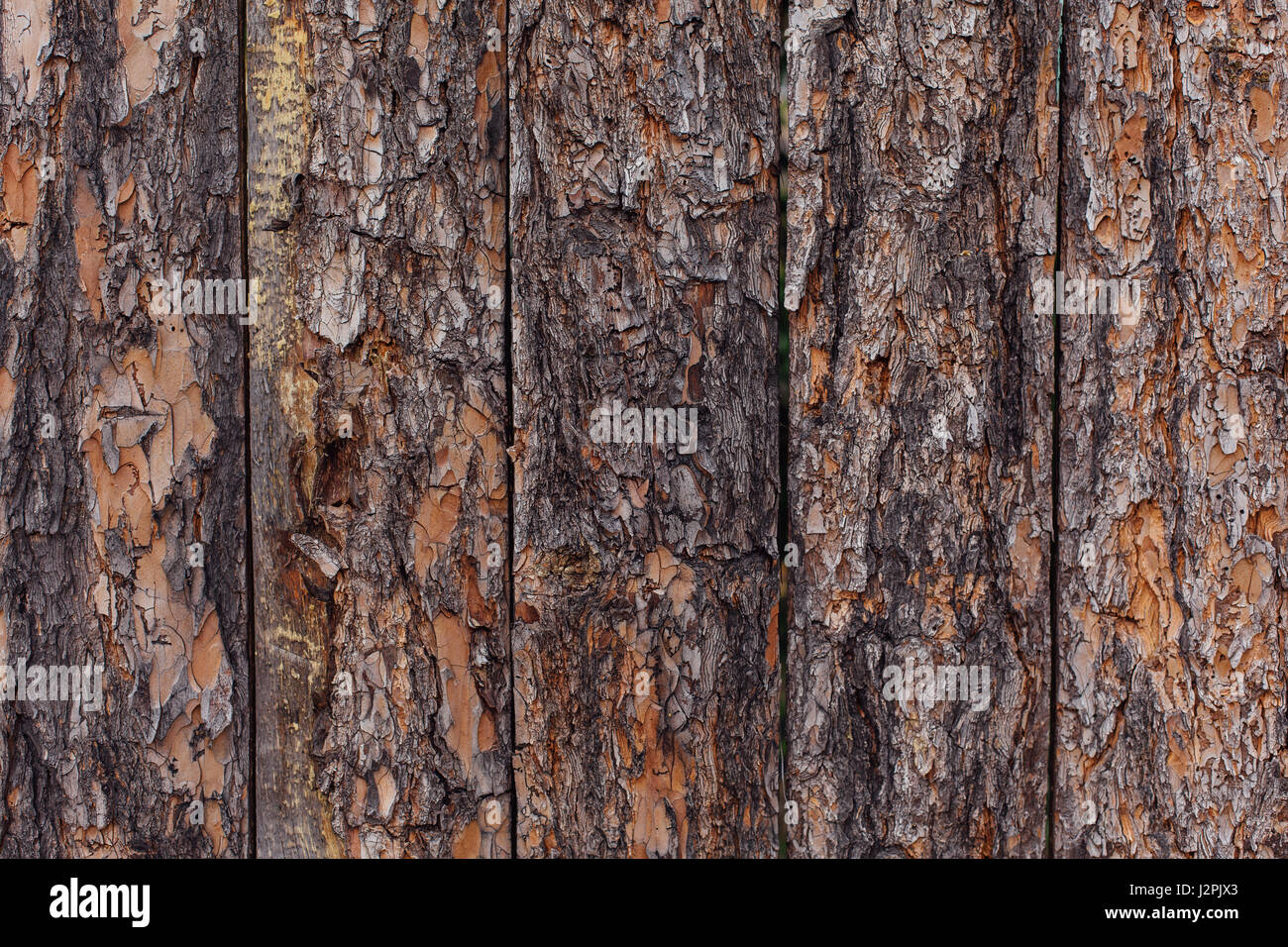 Natural texture of pine tree bark closeup Stock Photo - Alamy