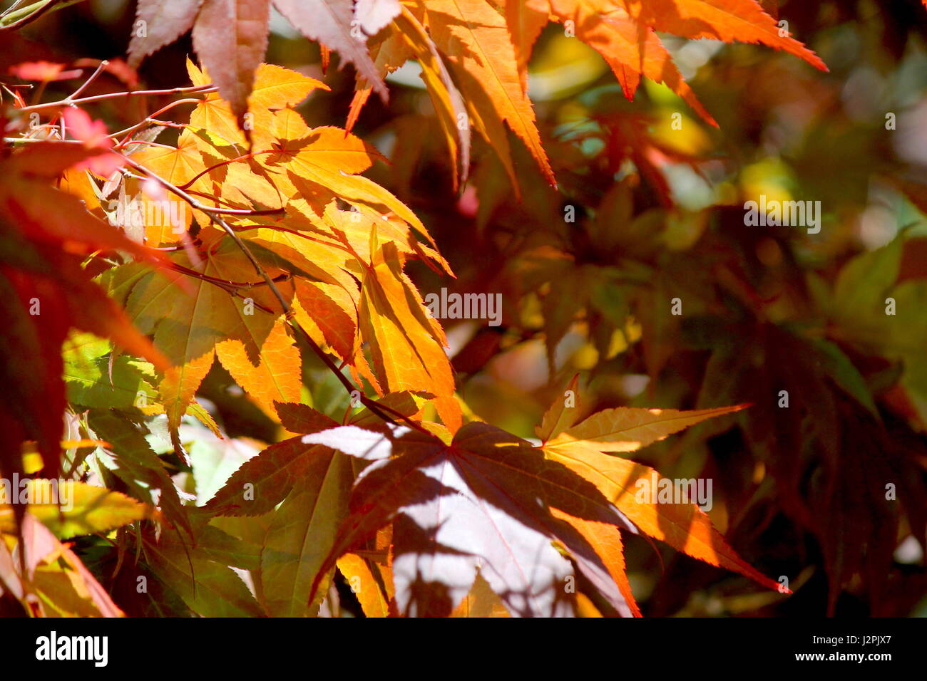 Bright colors in autumn on leaves hi-res stock photography and images ...