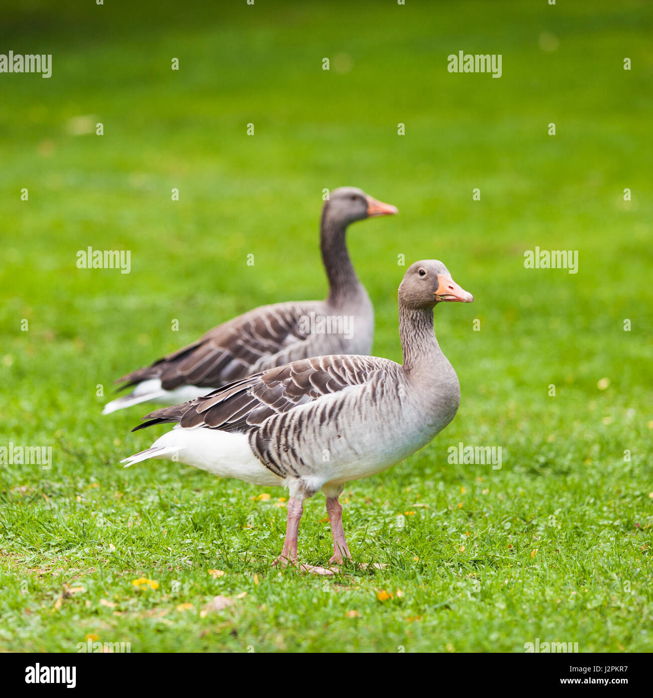 Goose. Wild goose Stock Photo - Alamy