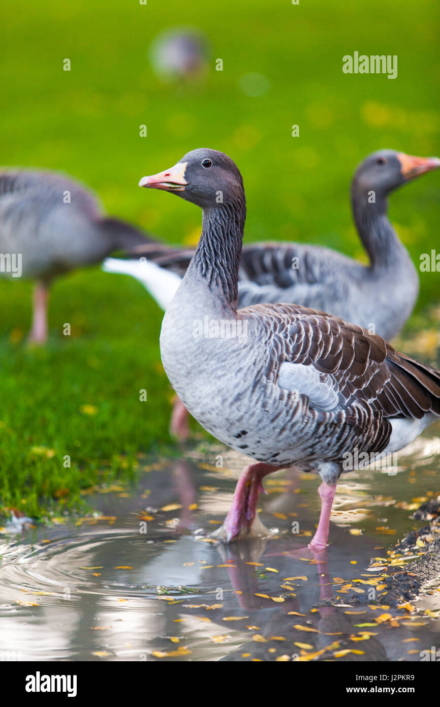 Goose. Wild goose Stock Photo - Alamy