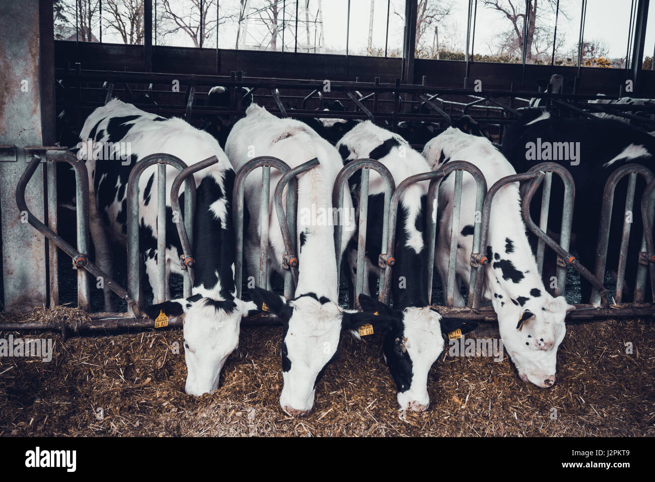 Roof stall stable black cows hi-res stock photography and images - Alamy
