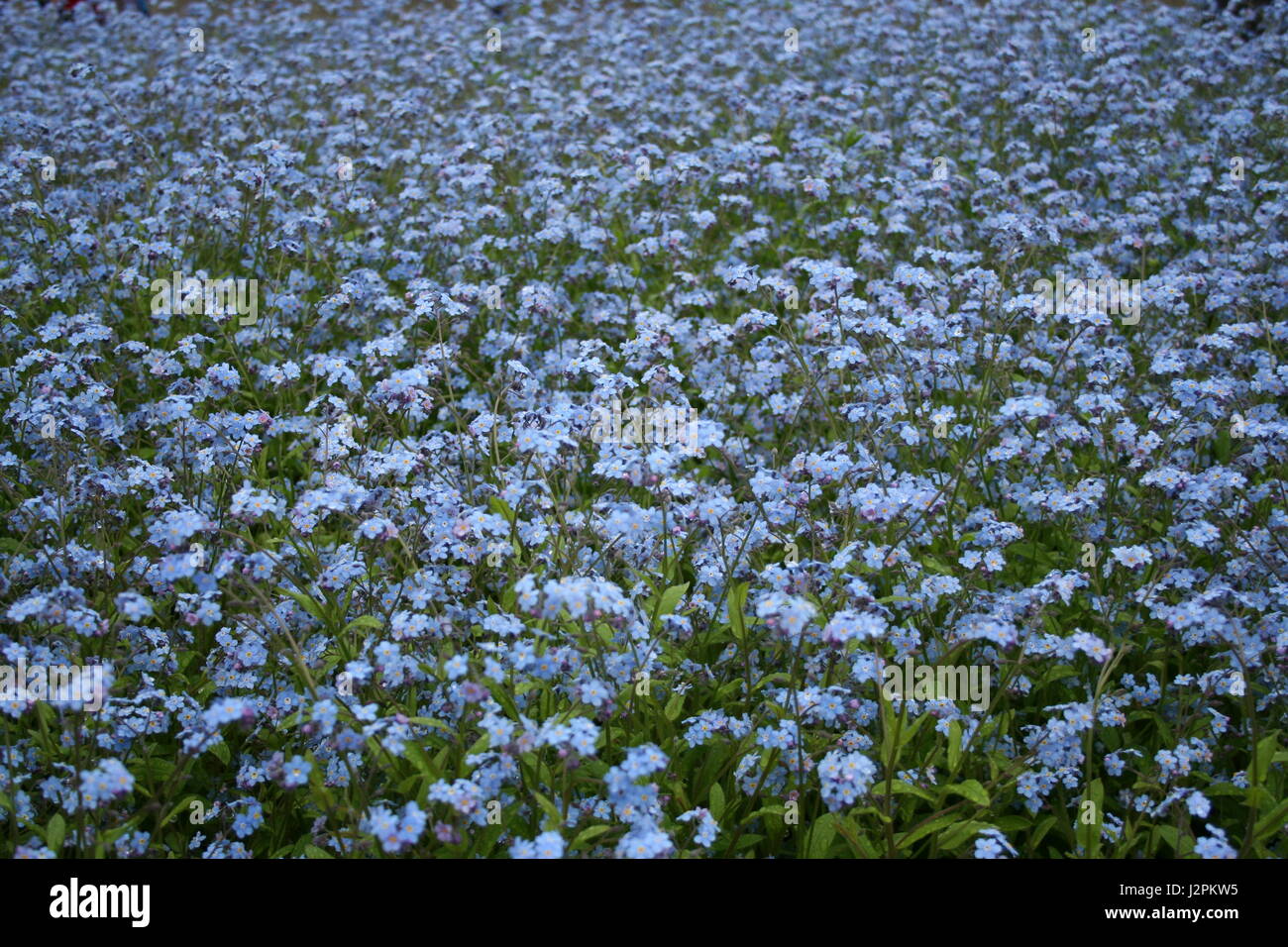 Field of beautiful little blue flowers in spring Stock Photo - Alamy