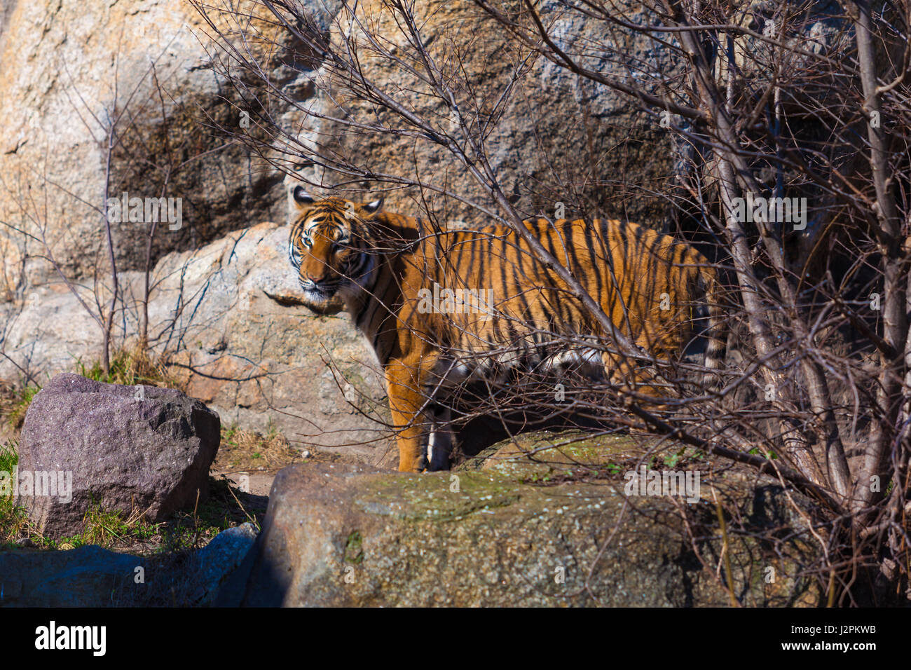 Portrait of a Tiger Stock Photo - Alamy