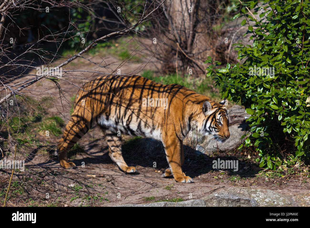 Portrait of a Tiger Stock Photo - Alamy