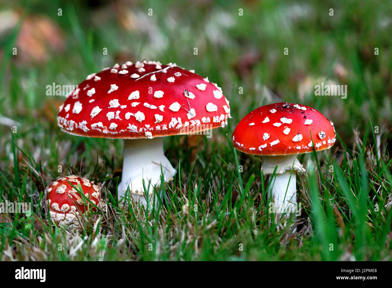 Red Amanita muscaria mushrooms in a forest Stock Photo - Alamy
