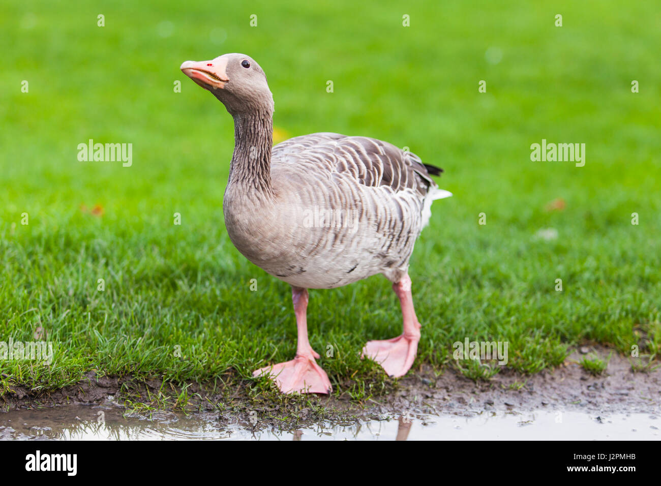 Goose. Wild goose Stock Photo - Alamy