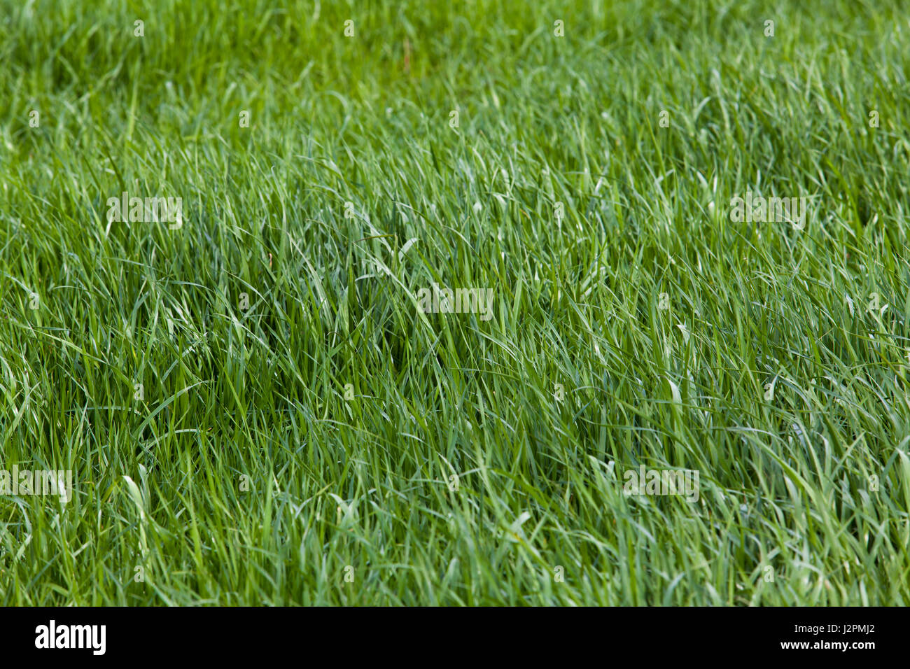 Grass. Green meadow. grass texture Stock Photo - Alamy