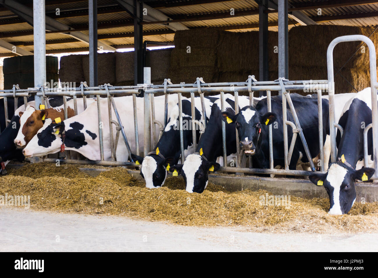 cows in the hangar. Cows on Farm Stock Photo - Alamy