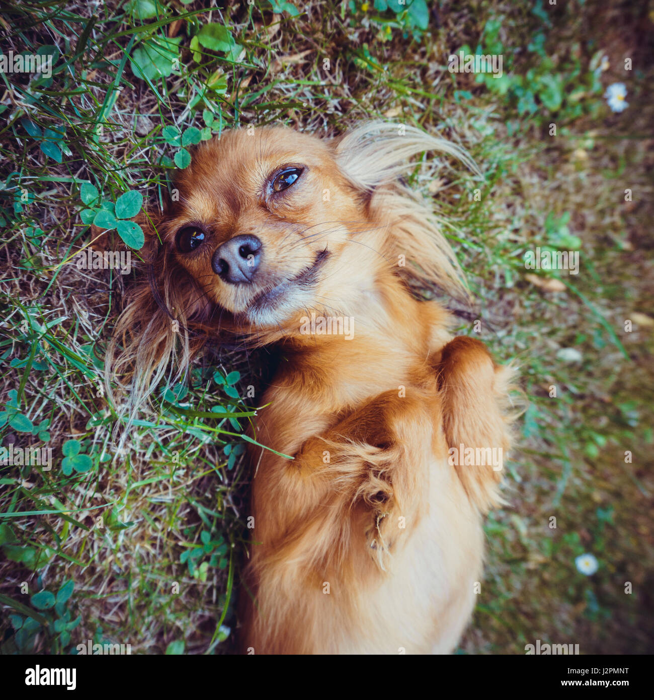 Inbred dog hi-res stock photography and images - Alamy