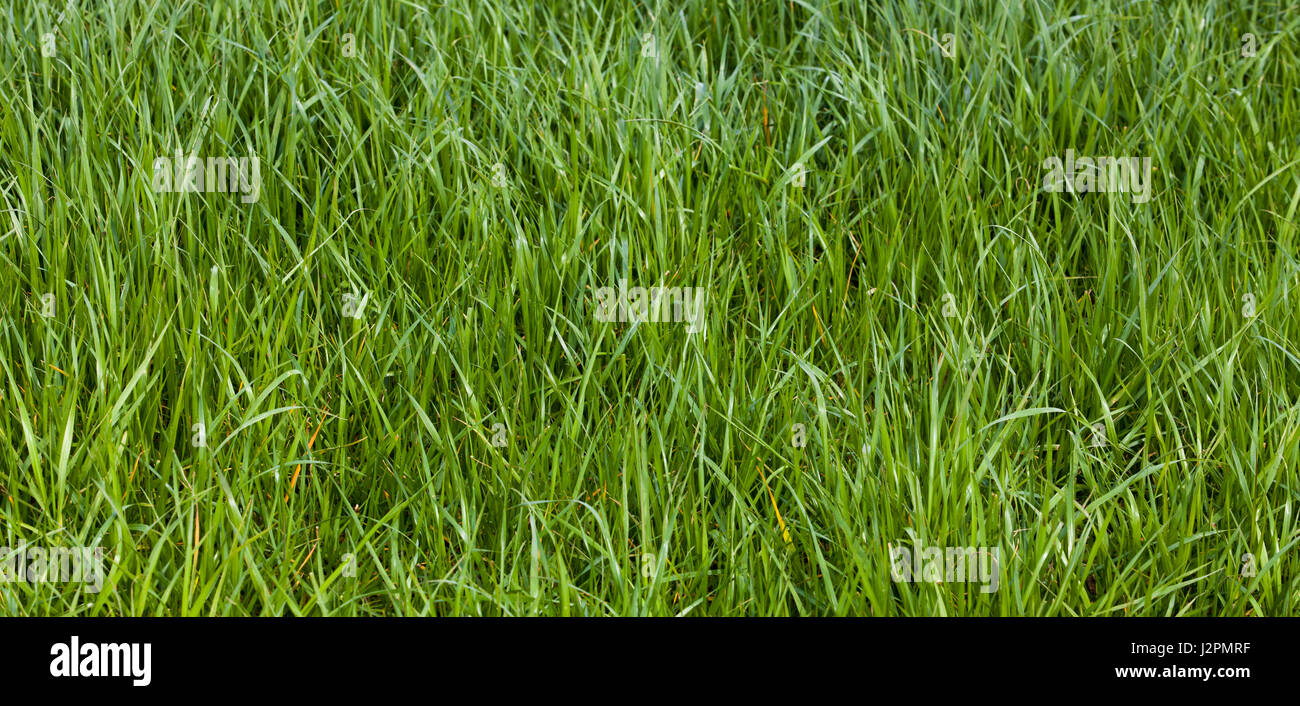 Grass. Green meadow. grass texture Stock Photo - Alamy