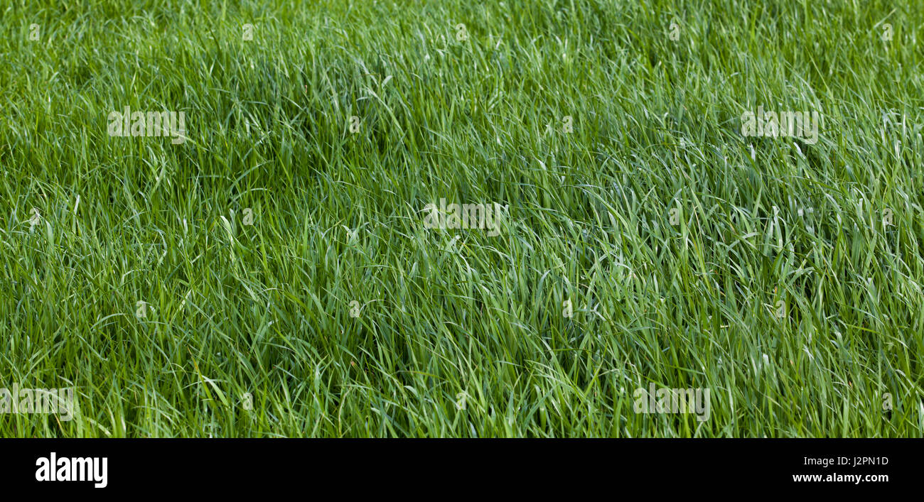 Grass. Green meadow. grass texture Stock Photo - Alamy