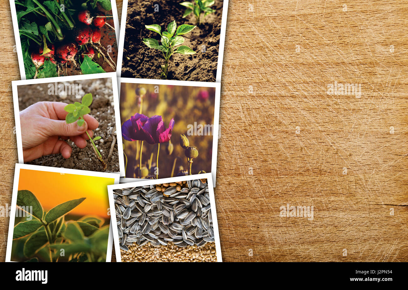 Agriculture and farming photo collage on wooden background as copy ...