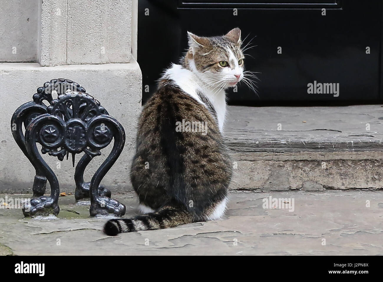 Larry the Downing Street cat waits outside the front door of number 10 ...