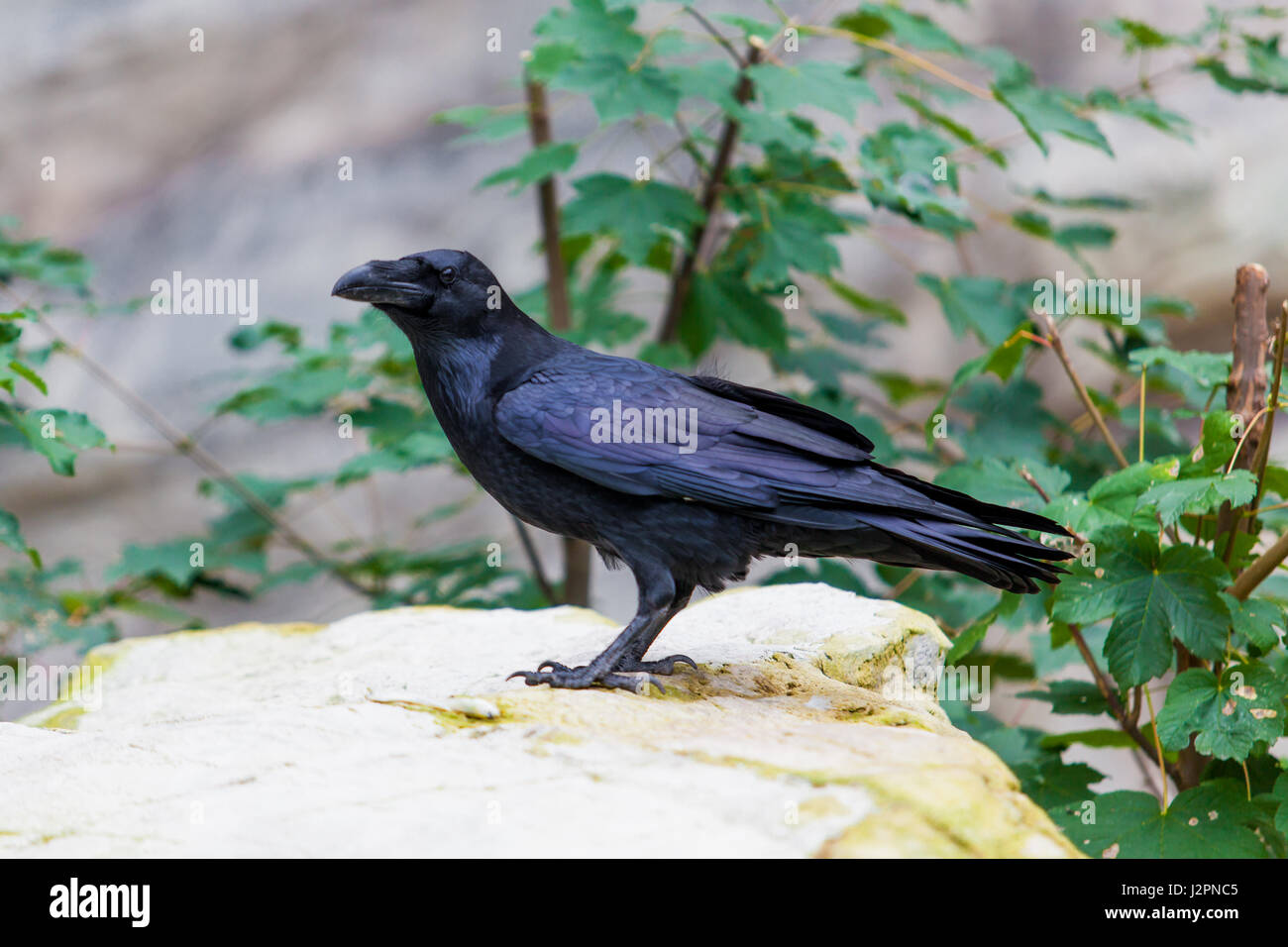 black raven. crow Stock Photo - Alamy