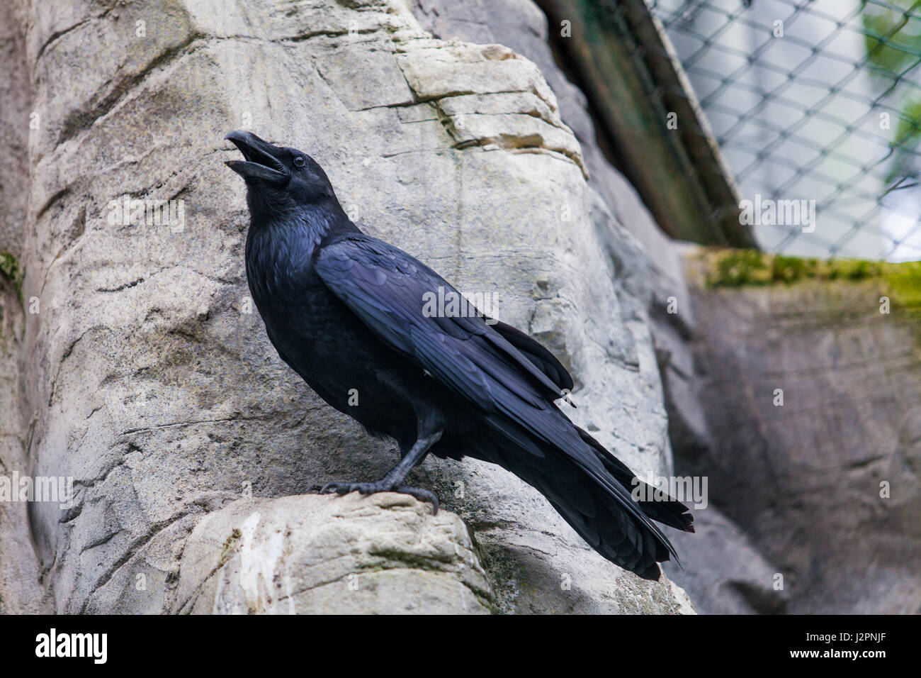 black raven. crow Stock Photo - Alamy