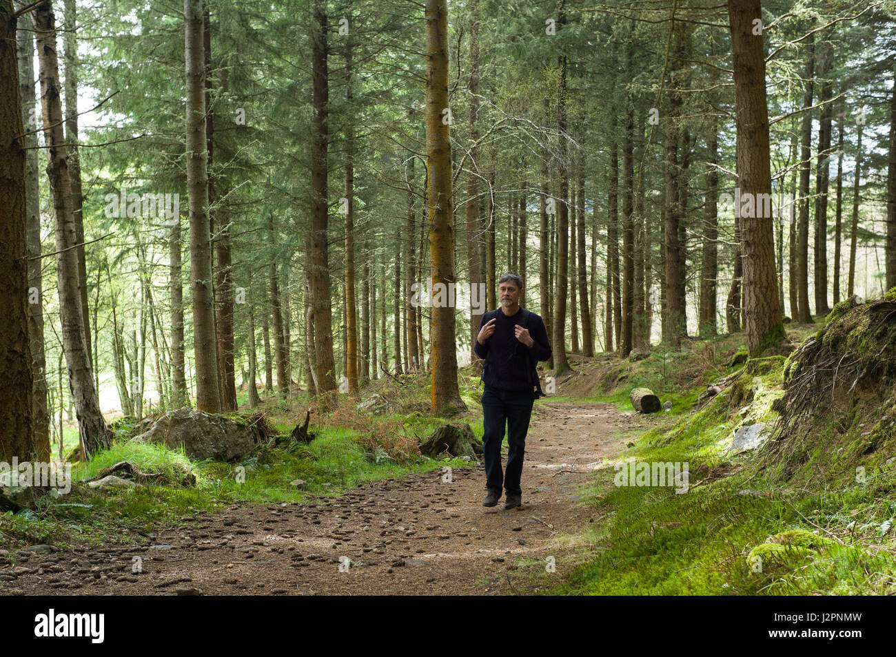 Walking in Woodland Trust Balmacaan Woods Drumnadrochit Inverness ...